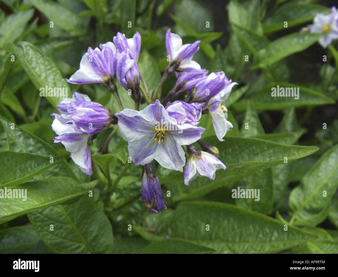 Poire melon solanum muricatum Banque de photographies et d’images à ...