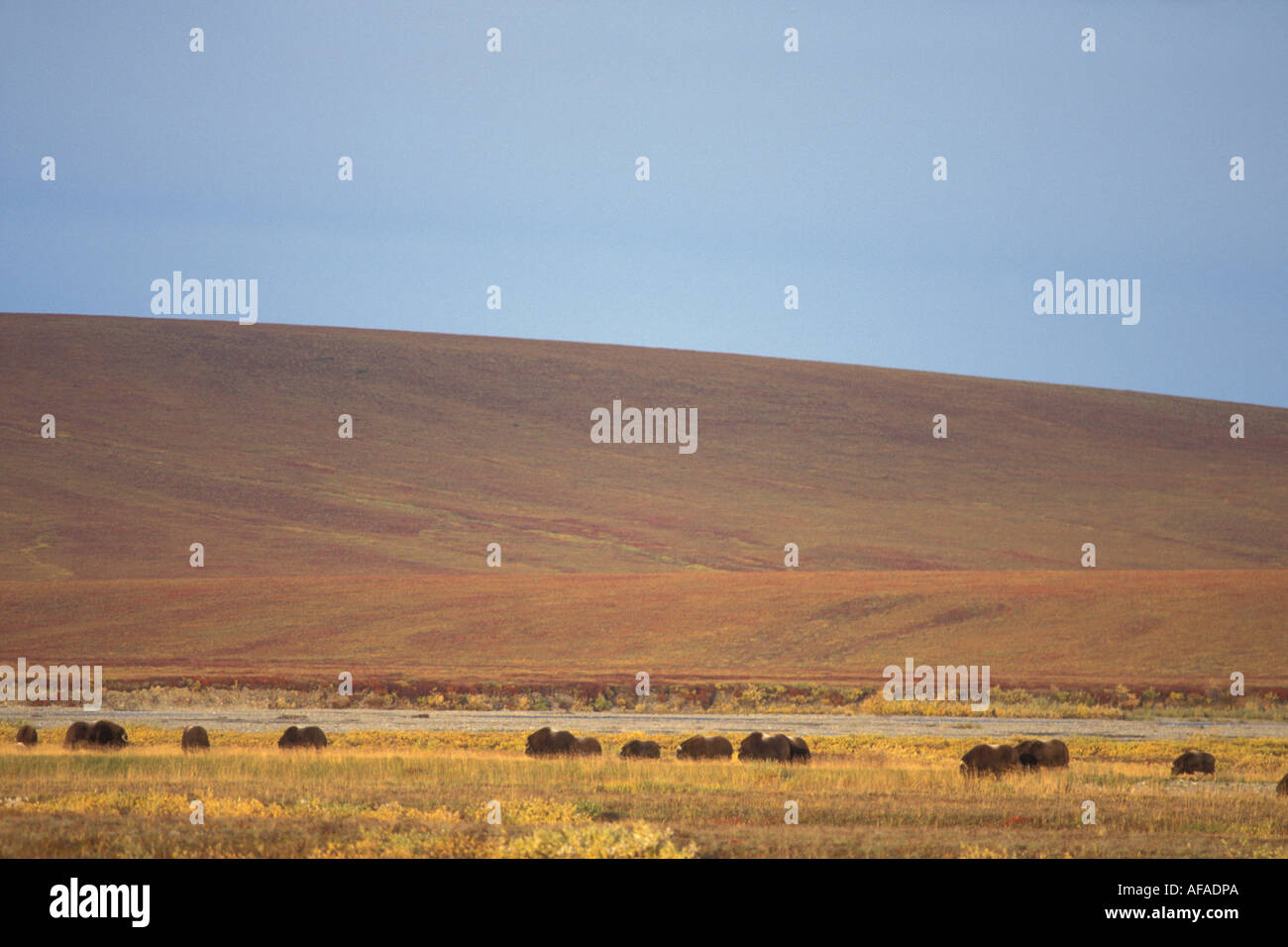 Le bœuf musqué Ovibos moschatus groupe sur la plaine côtière de l ...