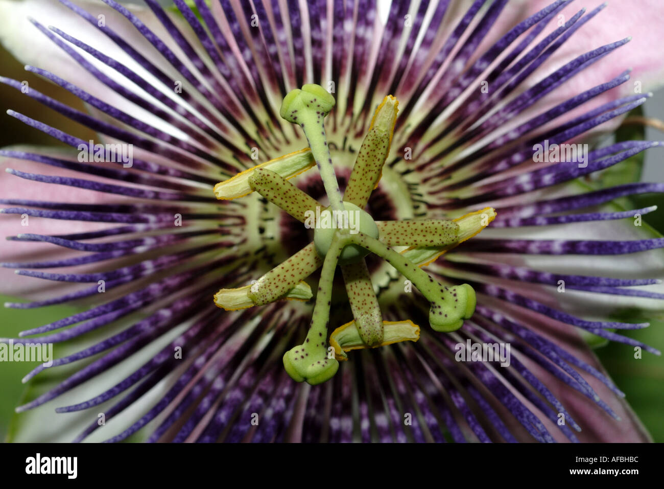 Fleurs de la passion Banque de photographies et d’images à haute ...