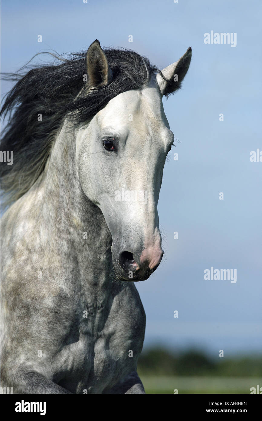 Cheval gris pommele Banque de photographies et d’images à haute ...