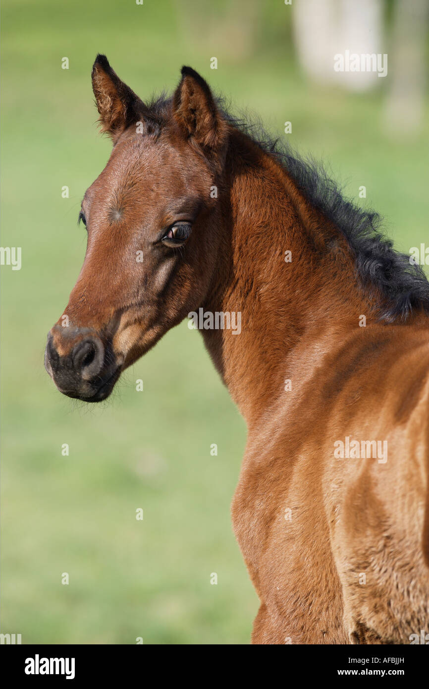 Anglo arabian horse foal Banque de photographies et d’images à haute ...