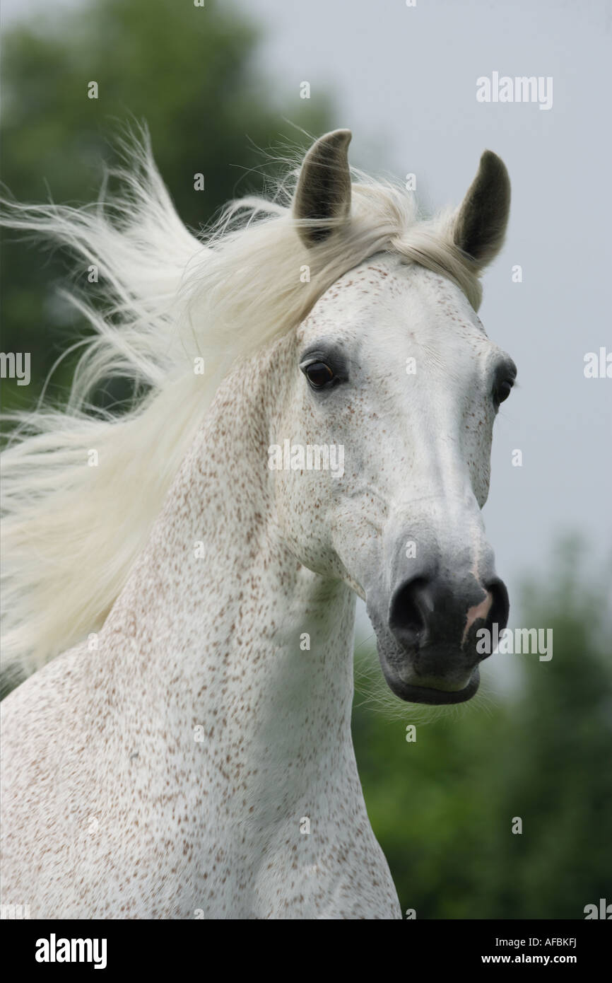 Cheval blanc arabe Banque de photographies et d’images à haute ...
