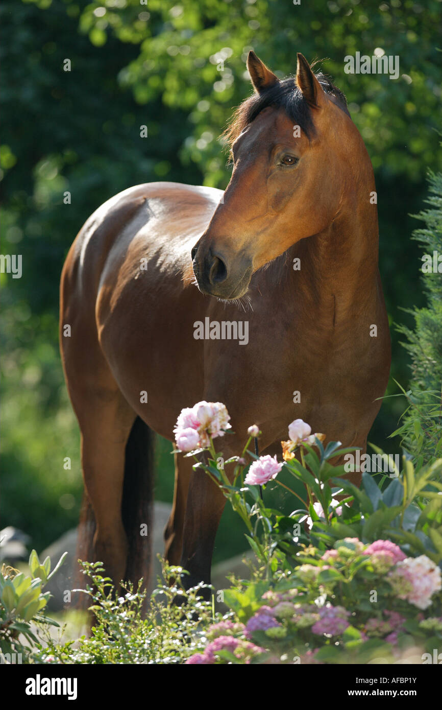 Anglo arabian horses Banque de photographies et d’images à haute ...