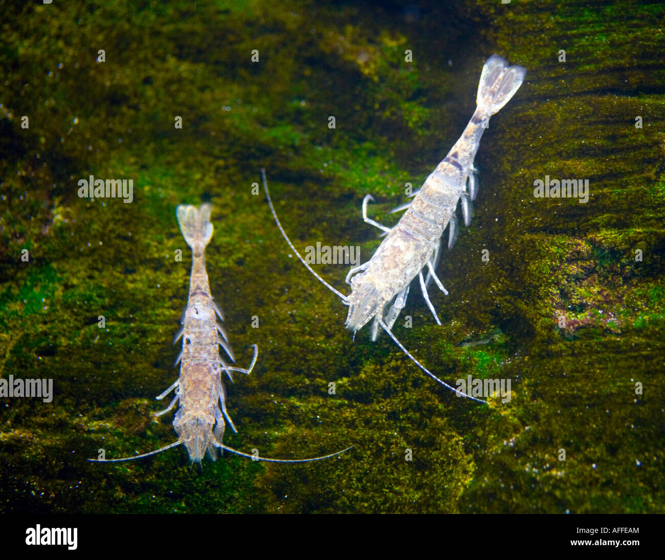 Animal crevette Banque de photographies et d’images à haute résolution ...