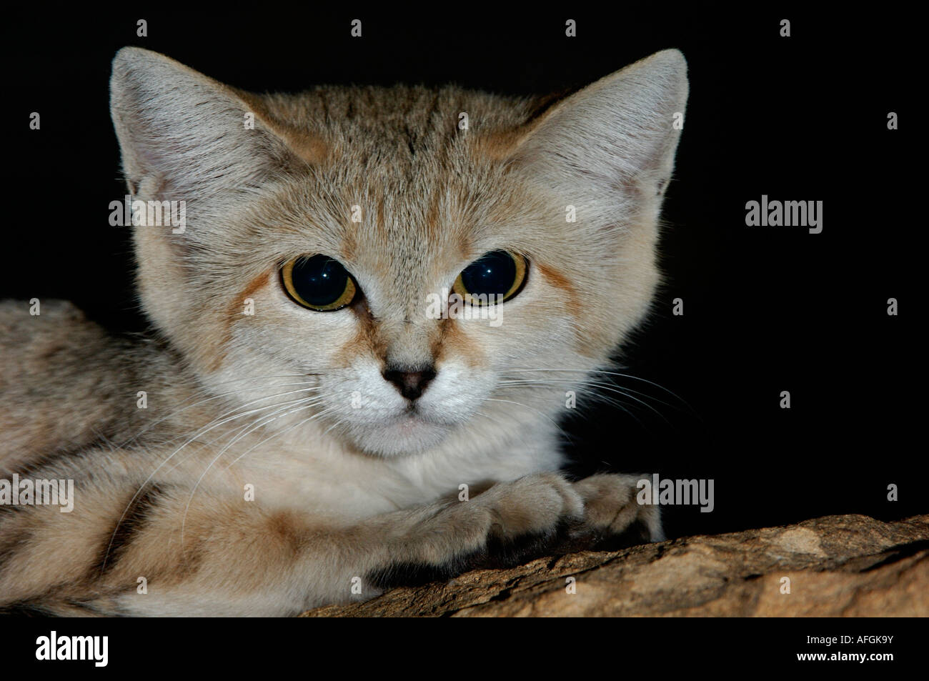 Cat sable Felis margarita originaire de régions sèches d'Afrique et d ...