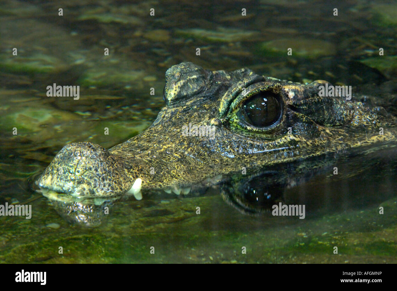 Crocodile nain ouest africain osteolaemus tetraspis tetraspis au zoo de bristol Banque de ...