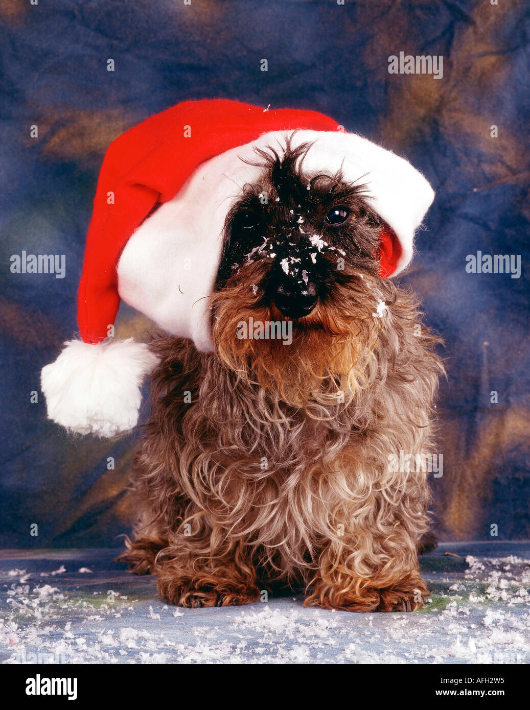 Teckel noel Banque de photographies et d’images à haute résolution - Alamy