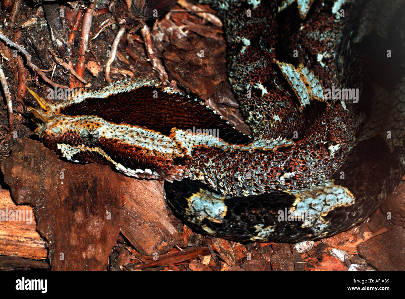 Rhinoceros viper poisonous snake Banque de photographies et d’images à ...