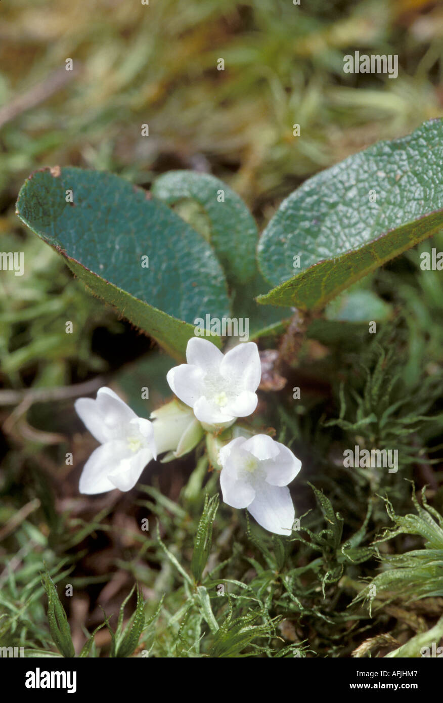 Epigaea repens Banque de photographies et d’images à haute résolution ...