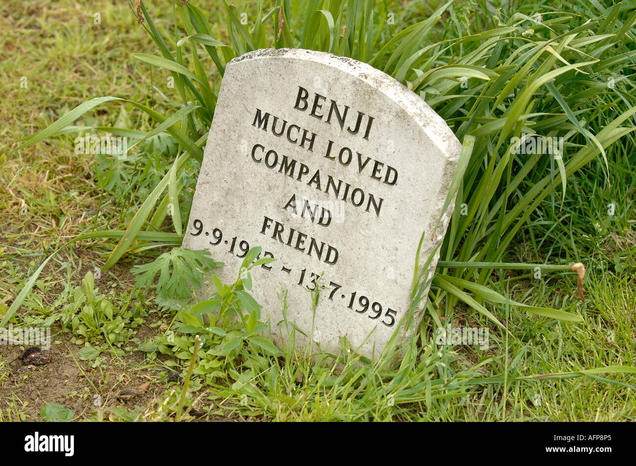 Mort de chien Banque de photographies et d’images à haute résolution ...