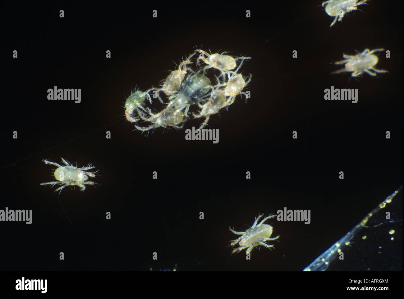 Red spider mite infestation tetranychus Banque de photographies et d ...