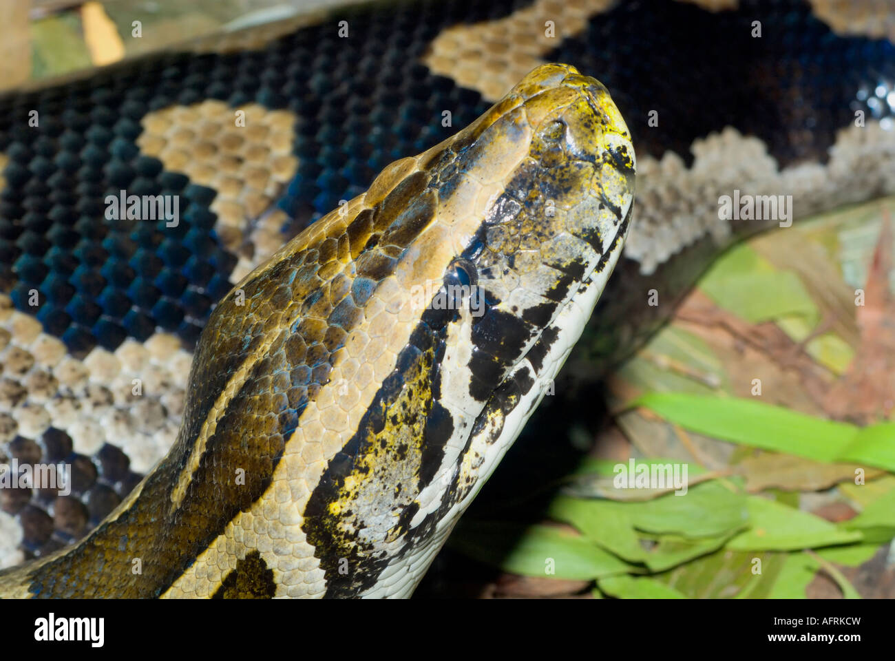 Indian python Banque de photographies et d’images à haute résolution ...