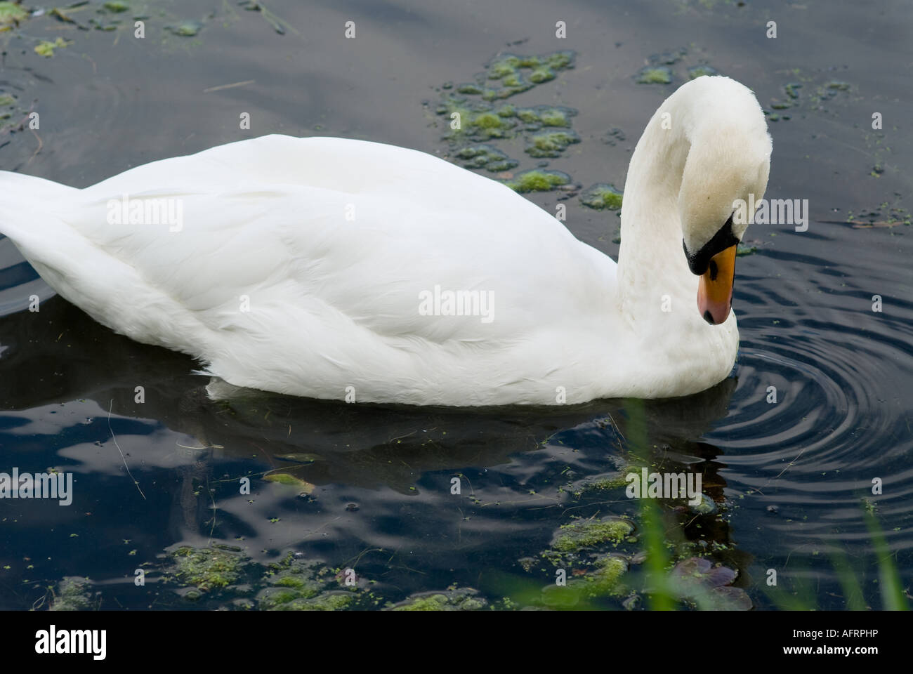 L'eau des cygnes Banque de photographies et d’images à haute résolution - Alamy