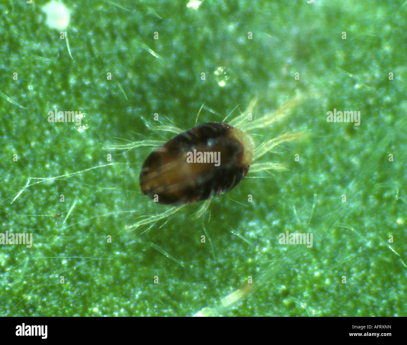 Acarien rouge Banque de photographies et d’images à haute résolution ...