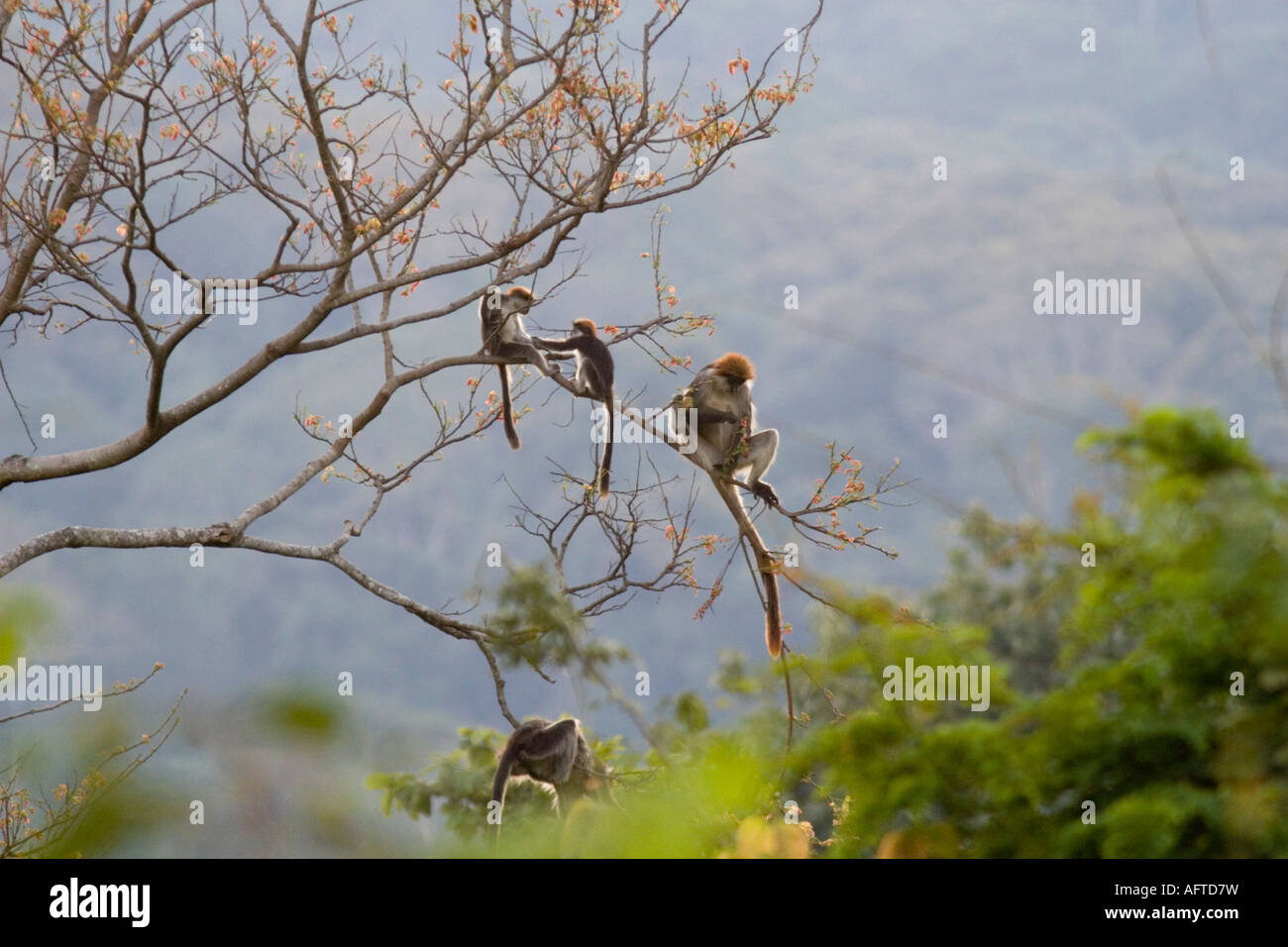 Colobus rouge udzungwa Banque de photographies et d’images à haute ...