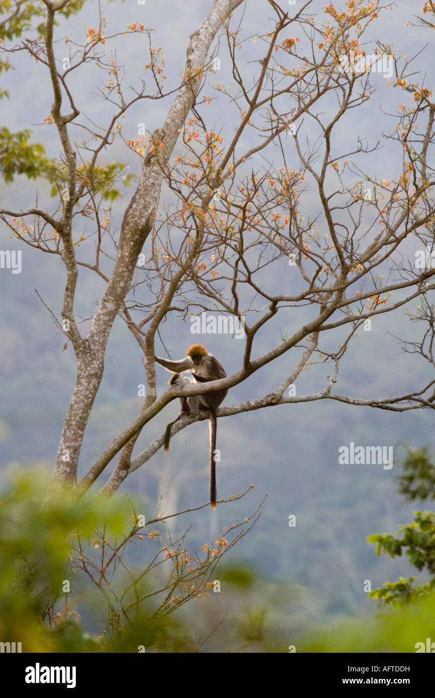 Colobus rouge udzungwa Banque de photographies et d’images à haute ...