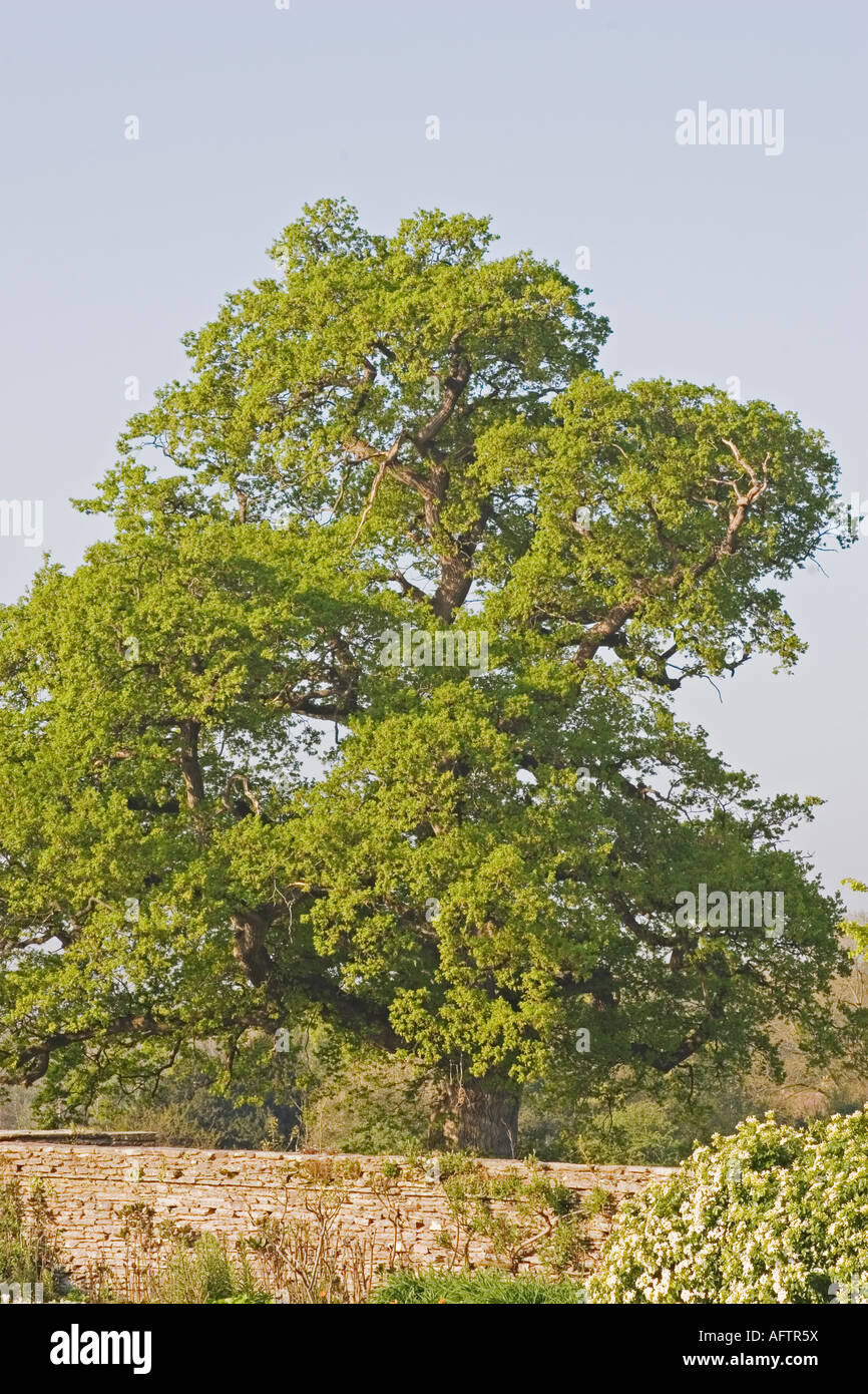 QUERCUS ROBUR (chêne pédonculé, CHÊNE, chêne pédonculé) au jardin de l ...