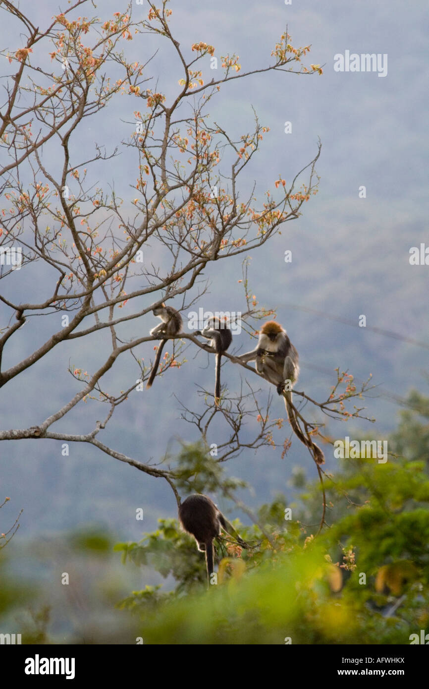 Colobus rouge udzungwa Banque de photographies et d’images à haute ...
