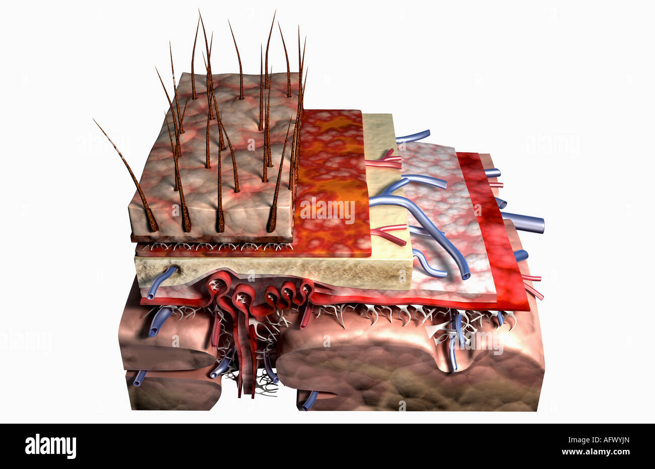 L'anatomie en coupe du cuir chevelu Photo Stock - Alamy