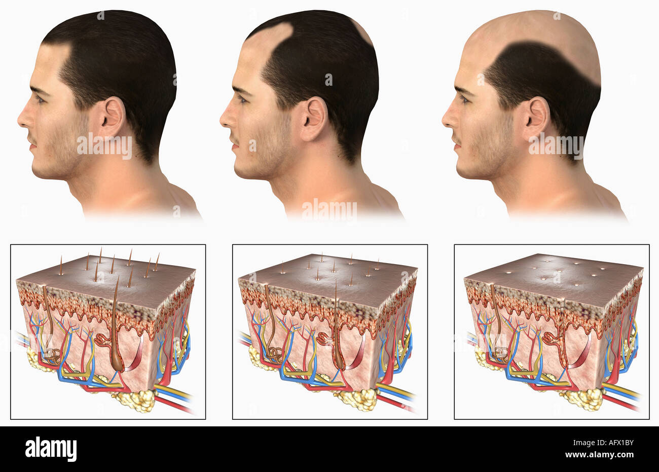 Blood supply of the scalp Banque de photographies et d’images à haute ...