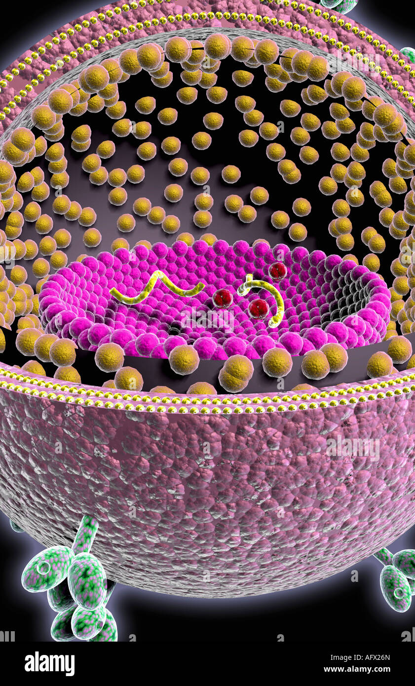 Structure du VIH Photo Stock - Alamy
