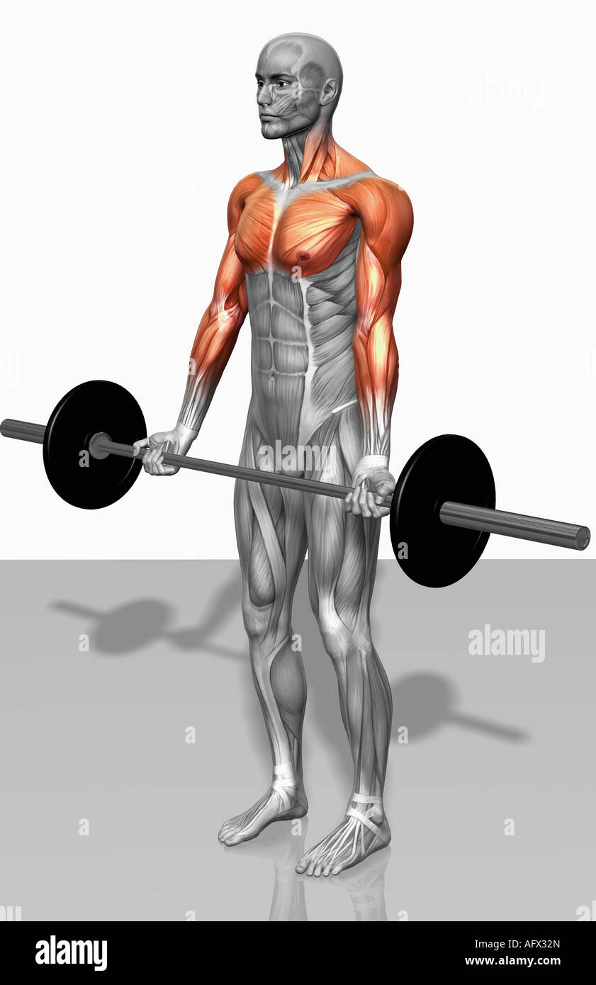 Muscles agonistes Banque de photographies et d’images à haute ...