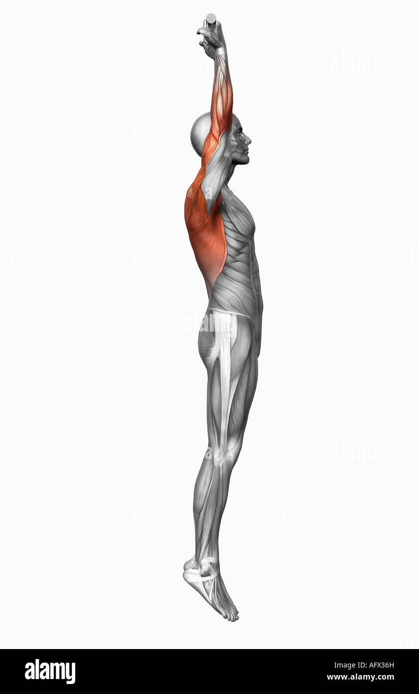 Anatomie du muscle brachioradial Banque d'images détourées - Alamy