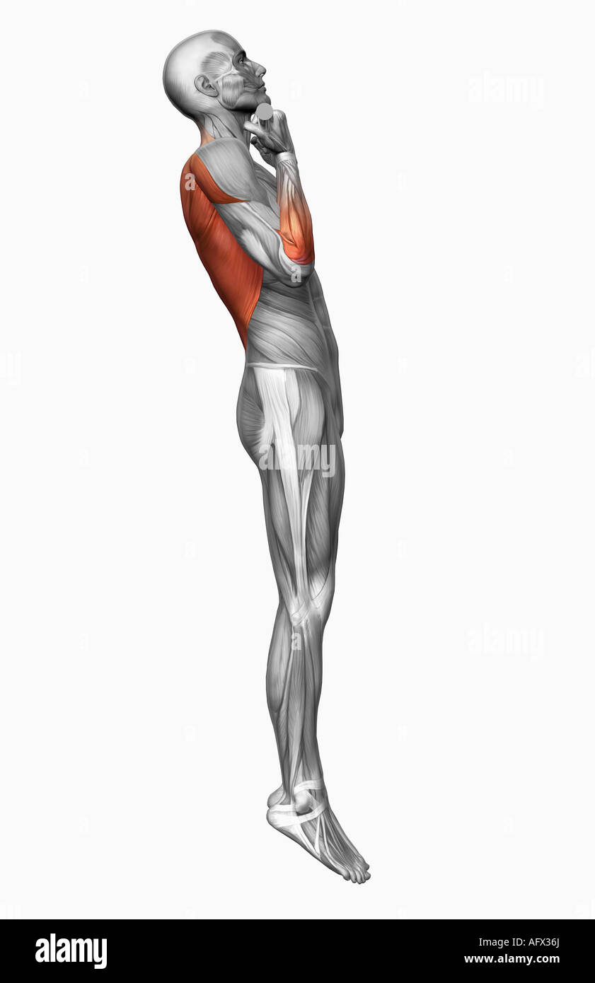 Anatomie du muscle brachioradial Banque d'images détourées - Alamy