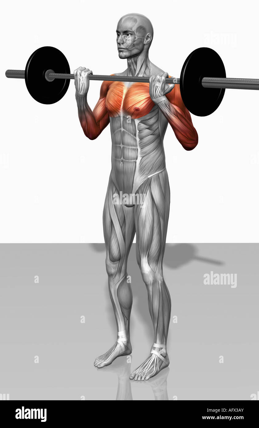 Muscles agonistes Banque de photographies et d’images à haute ...