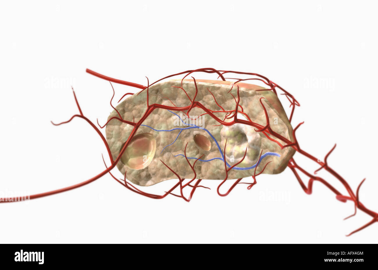 L'anatomie en coupe de l'ovaire Photo Stock - Alamy