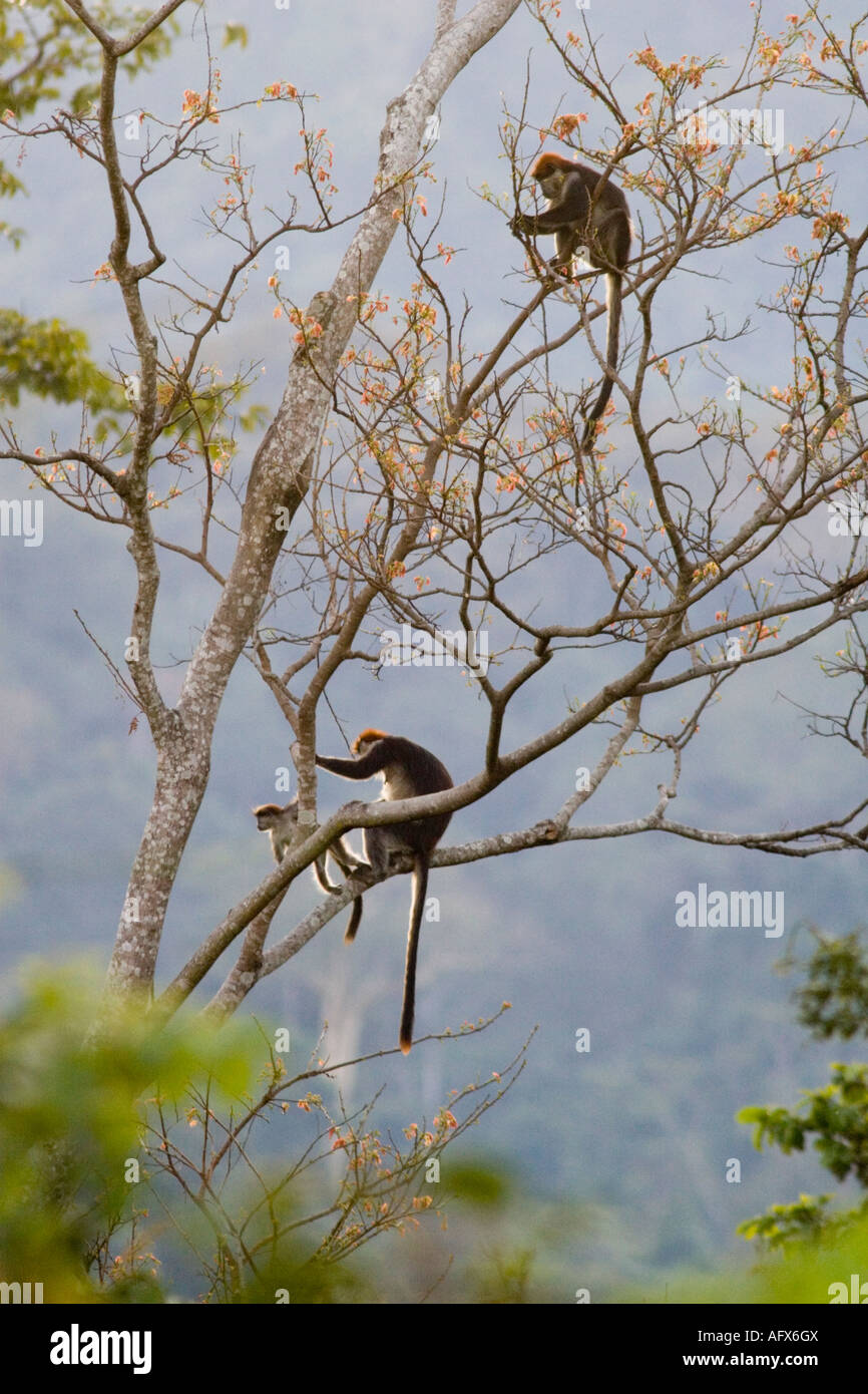 Colobus rouge udzungwa Banque de photographies et d’images à haute ...