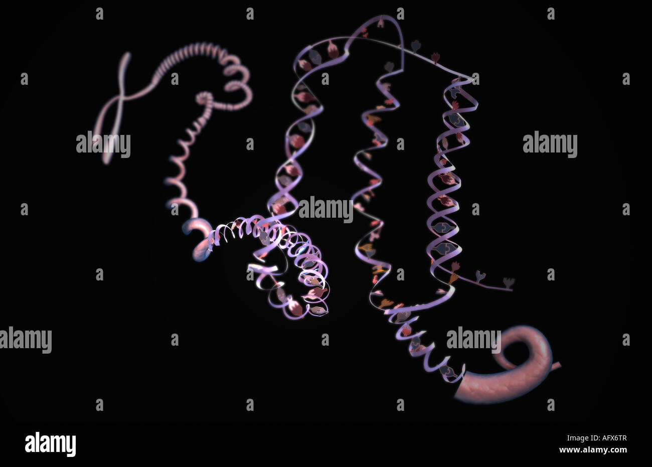 Structure de l’ADN Photo Stock - Alamy
