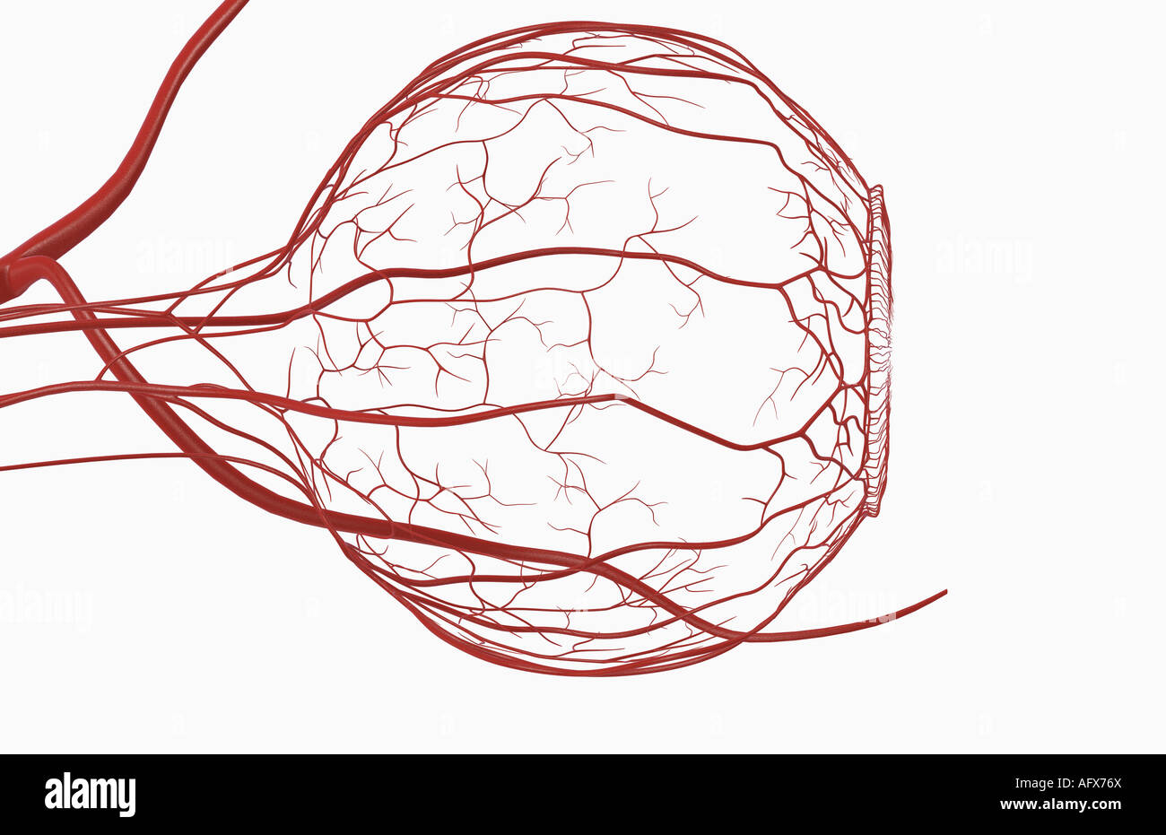 Arterias ciliares Banque de photographies et d’images à haute ...