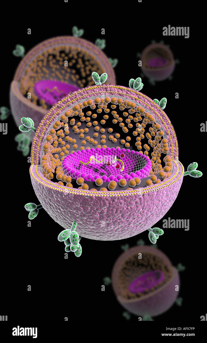 Structure du VIH Photo Stock - Alamy