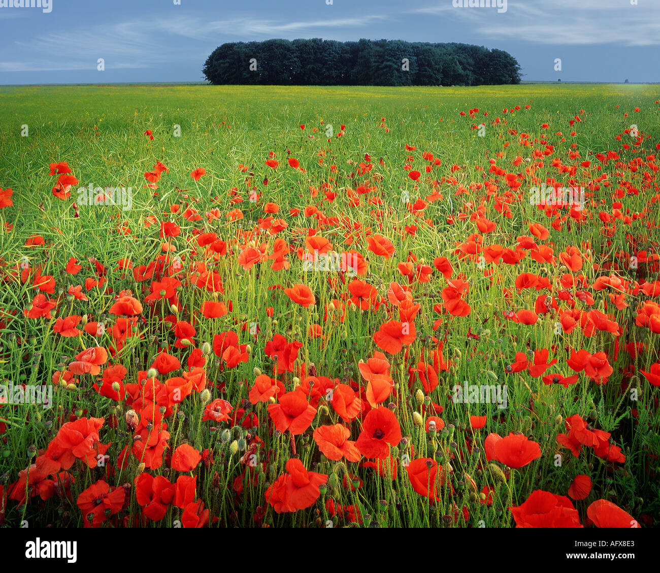 Coquelicots Dans Le Paysage Banque d'image et photos - Alamy