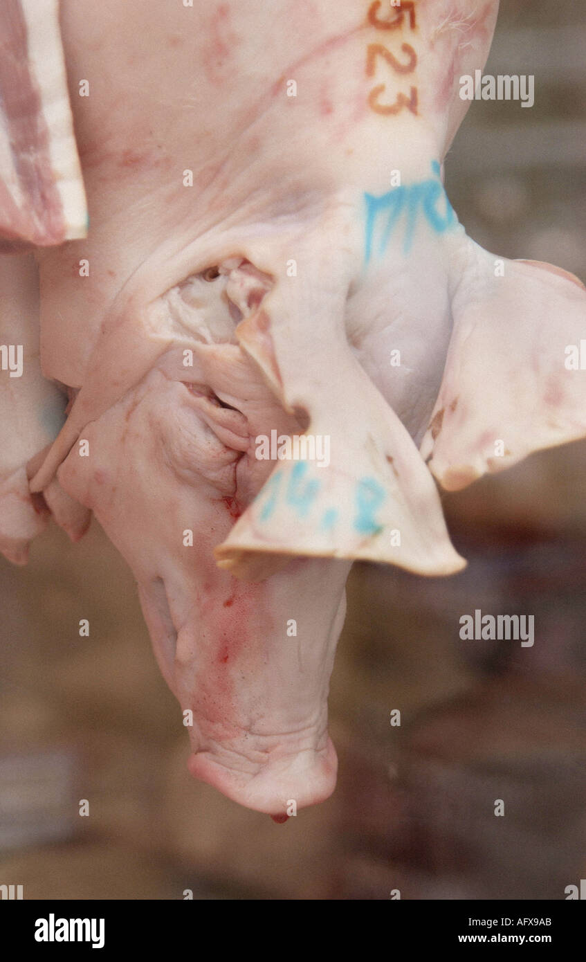 Pig pork meat carcass Banque de photographies et d’images à haute ...