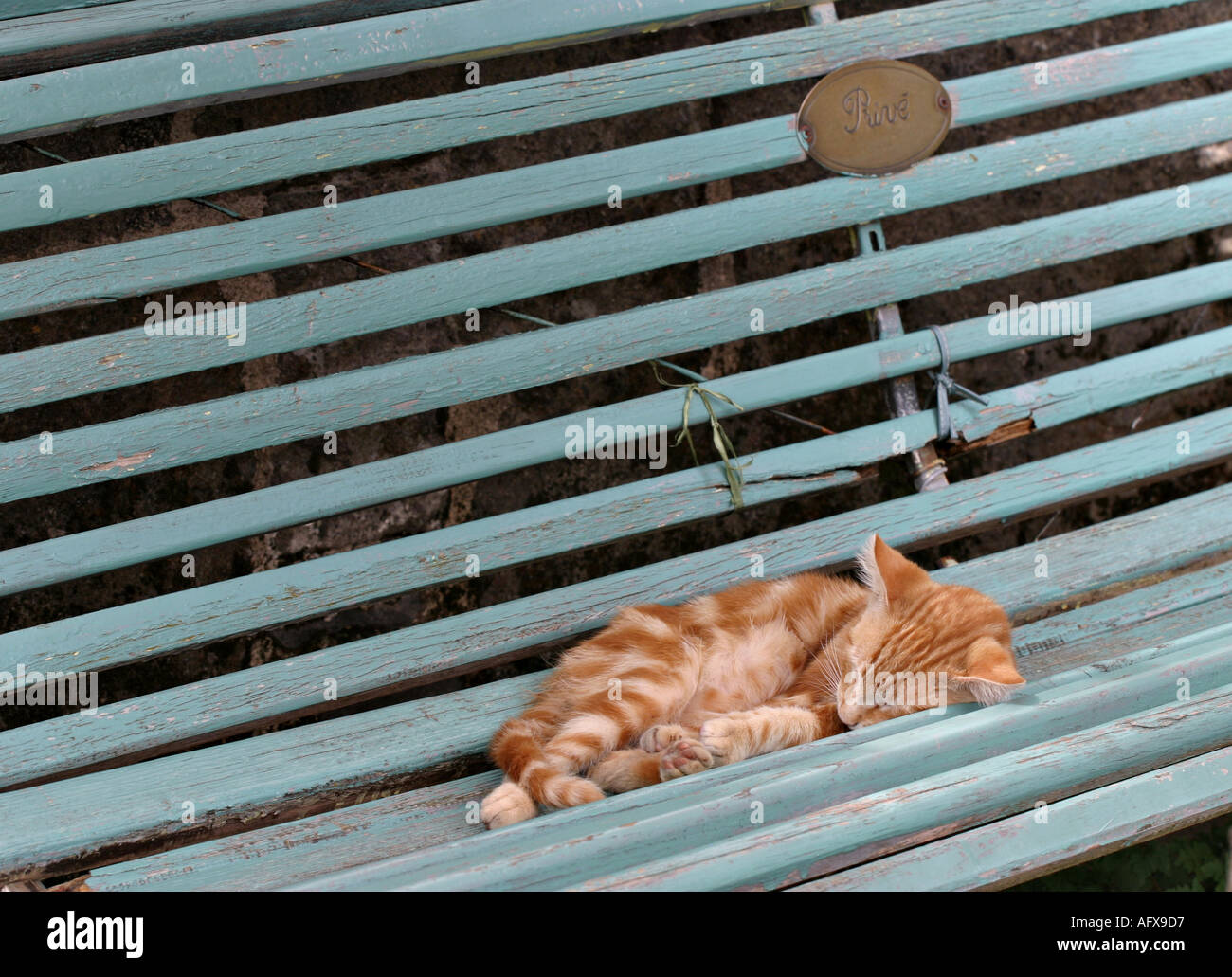 Les chats endormis Banque de photographies et d’images à haute ...