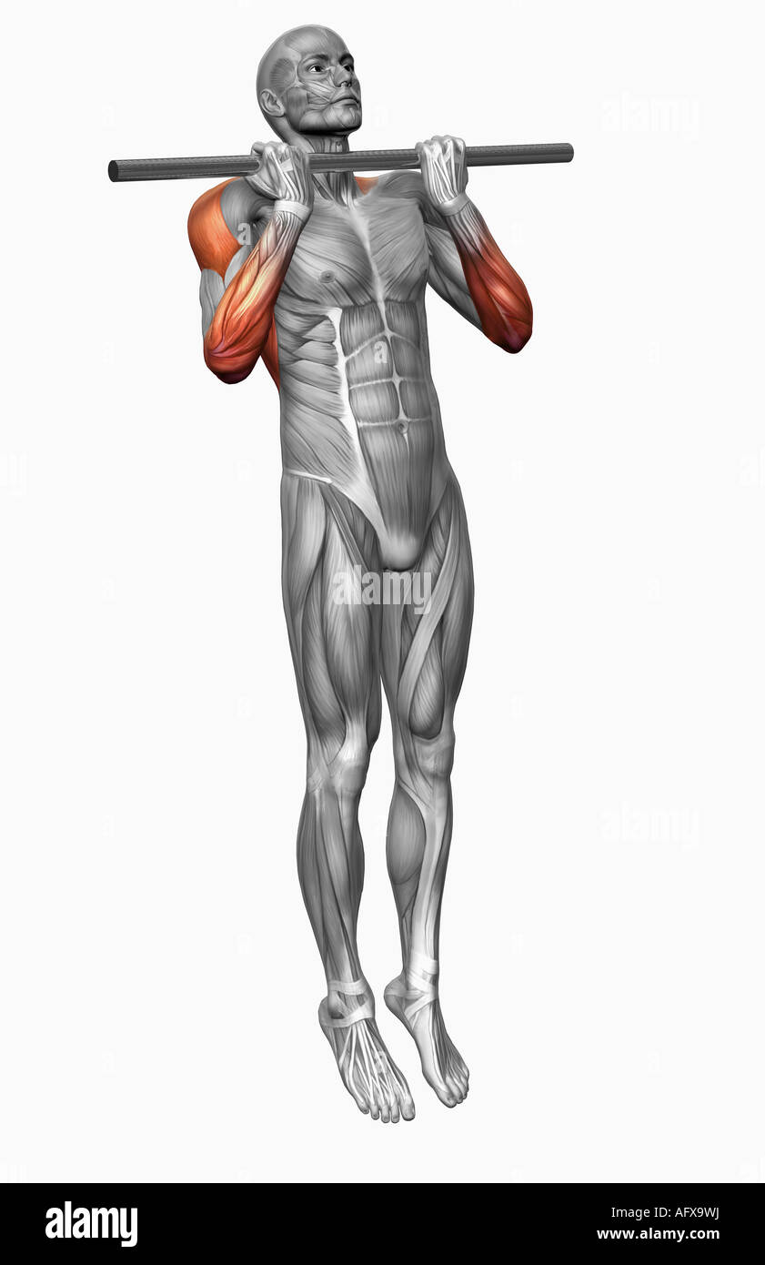 Anatomie du muscle brachioradial Banque d'images détourées - Alamy