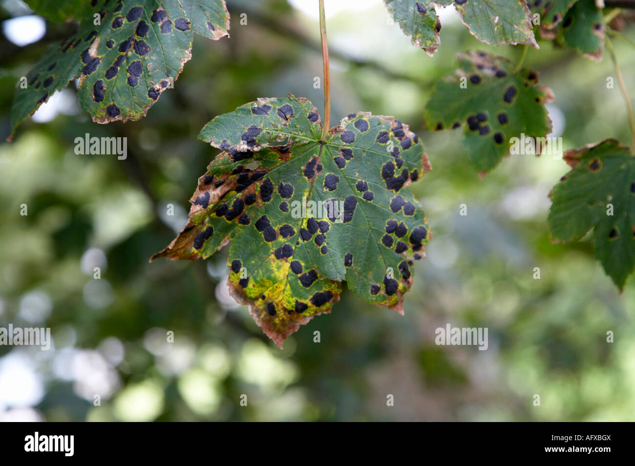 Champignon Rhytisma infection fongique connu sous le nom de taches de ...