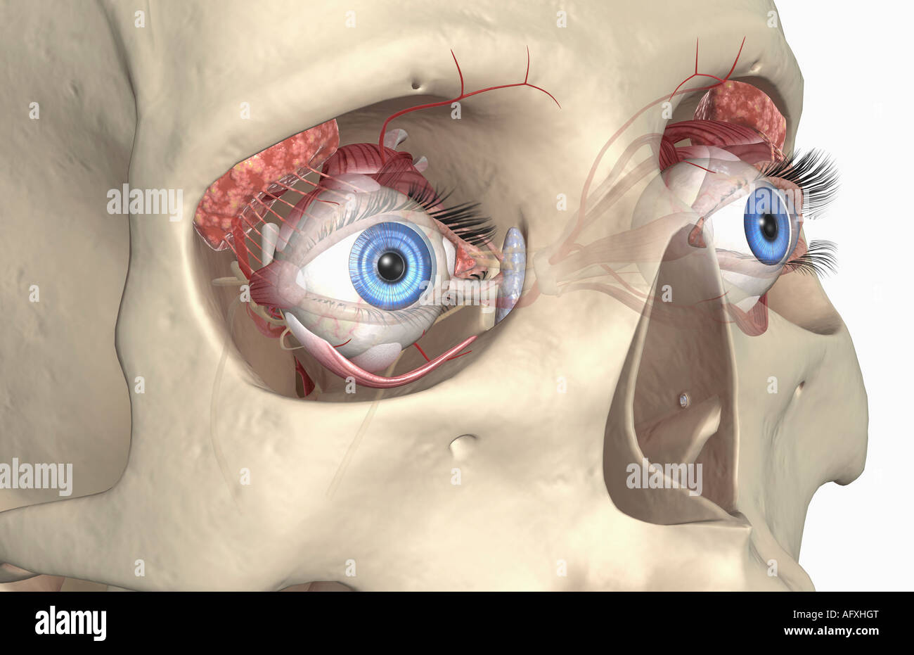 Appareil lacrymal Banque de photographies et d’images à haute ...