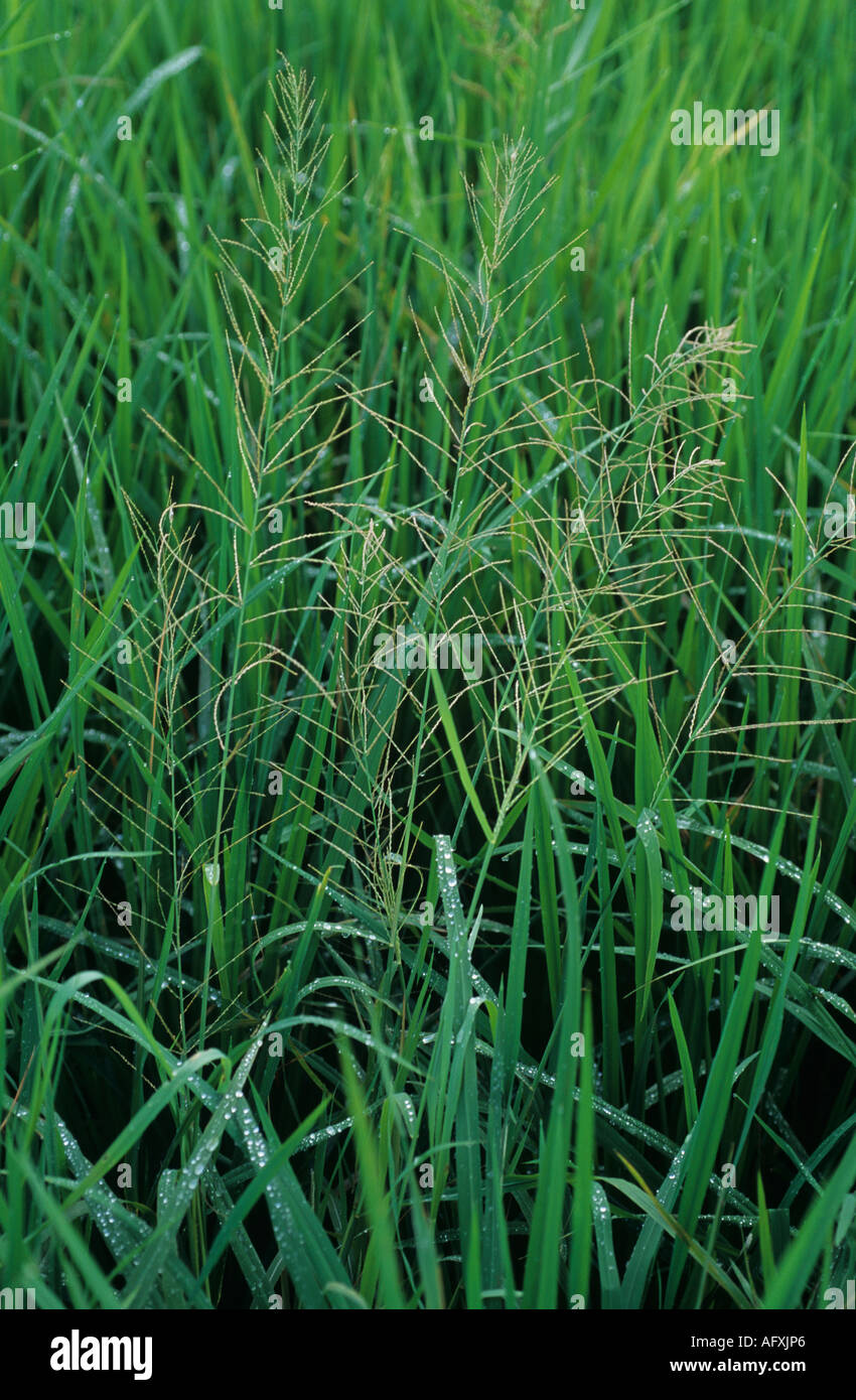 Leptochloa chinensis Banque de photographies et d’images à haute ...