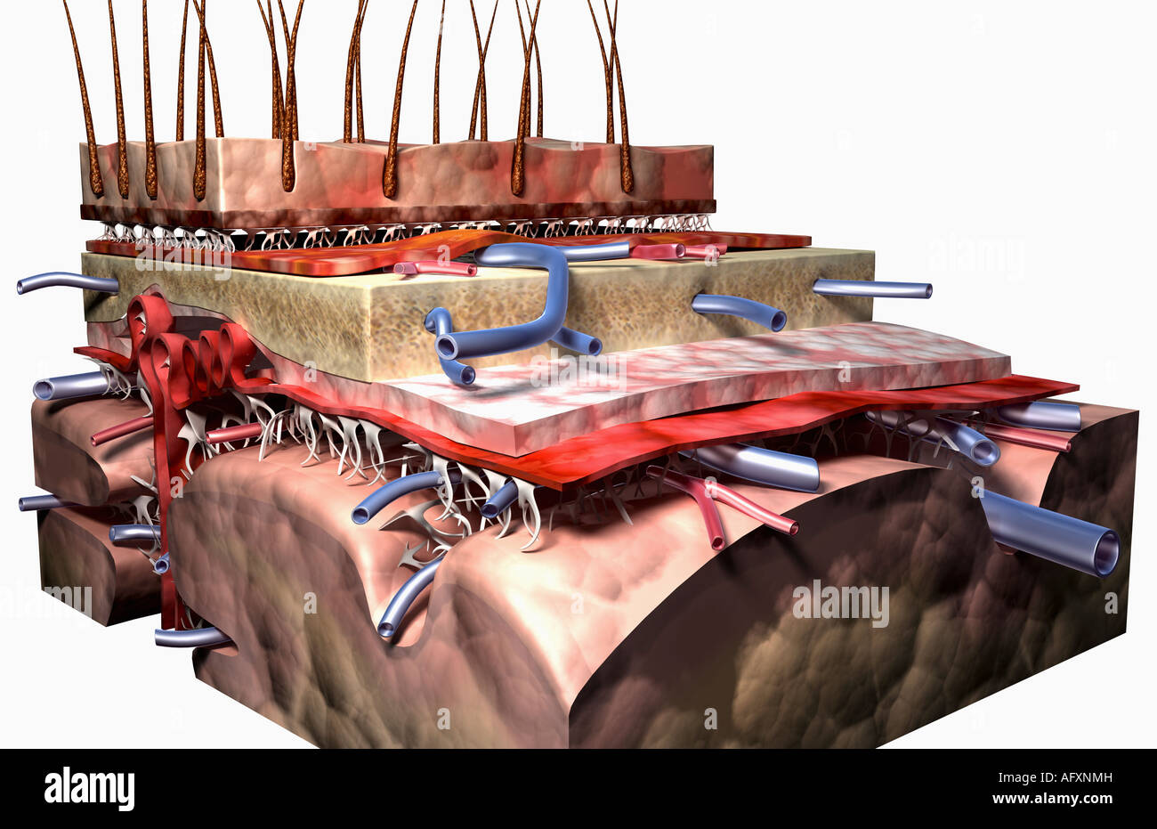 L'anatomie en coupe du cuir chevelu Photo Stock - Alamy