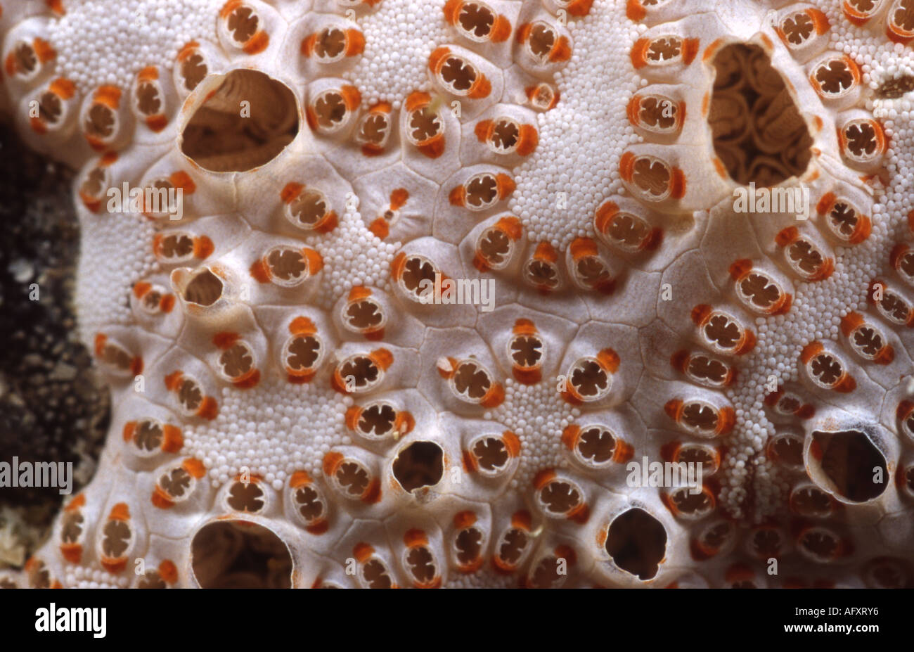 Snake opening mouth Banque de photographies et d’images à haute ...