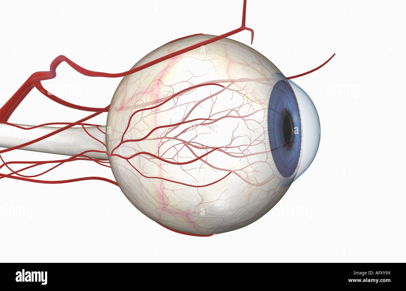 Supraorbital artery Banque d'images détourées - Alamy