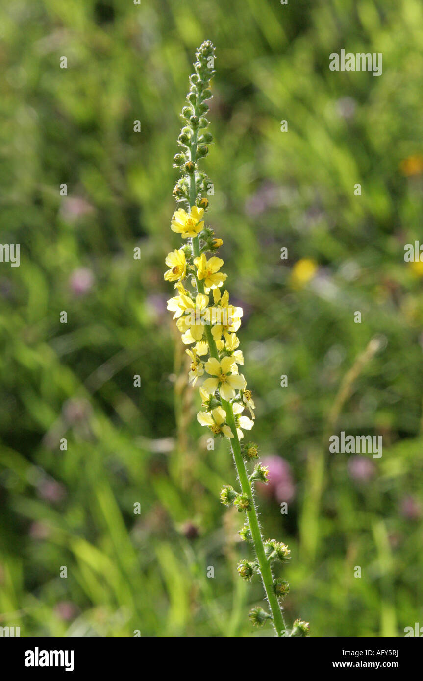 Agrimonia eupatoria Banque de photographies et d’images à haute ...