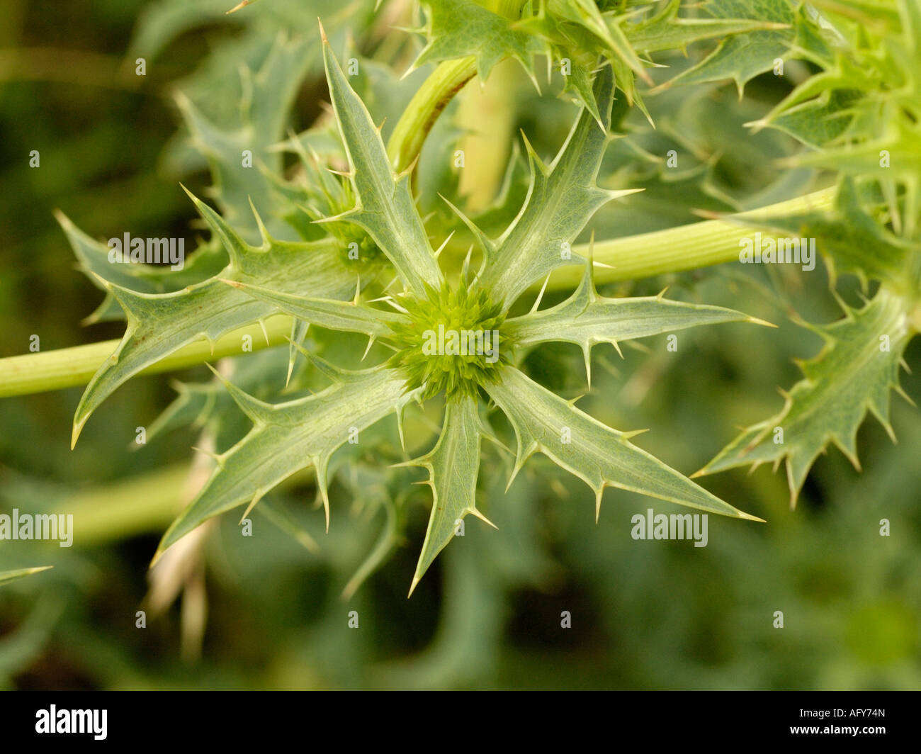 Field eryngo eryngium campestre Banque de photographies et d’images à ...