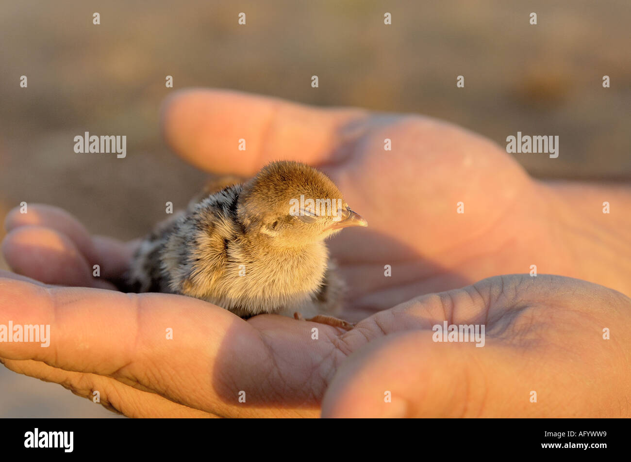 Poussin de perdrix rouge Banque de photographies et d’images à haute ...