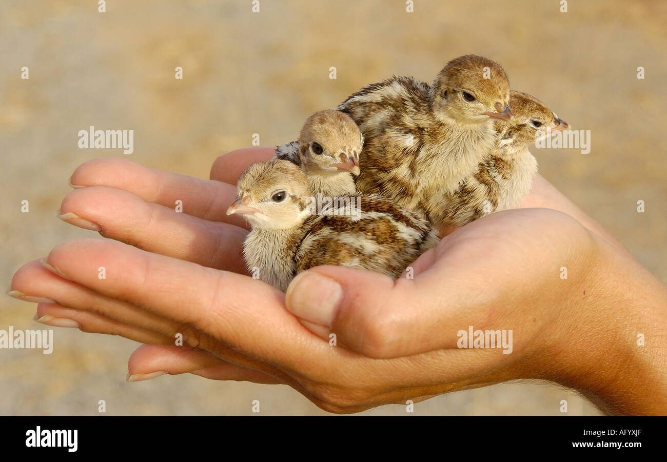 Poussin de perdrix rouge Banque de photographies et d’images à haute ...