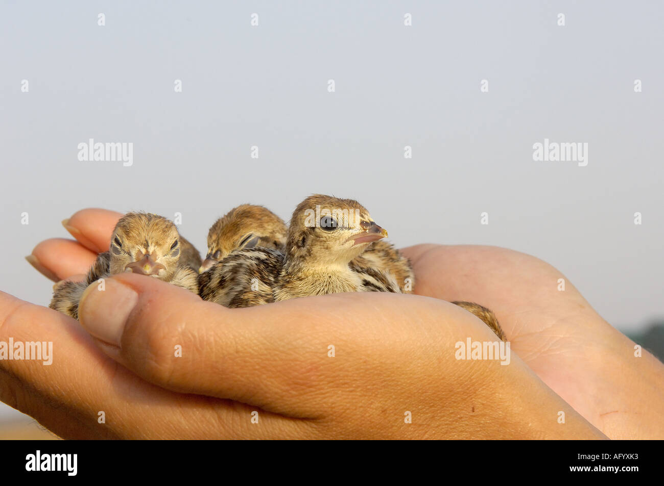 Poussin de perdrix rouge Banque de photographies et d’images à haute ...
