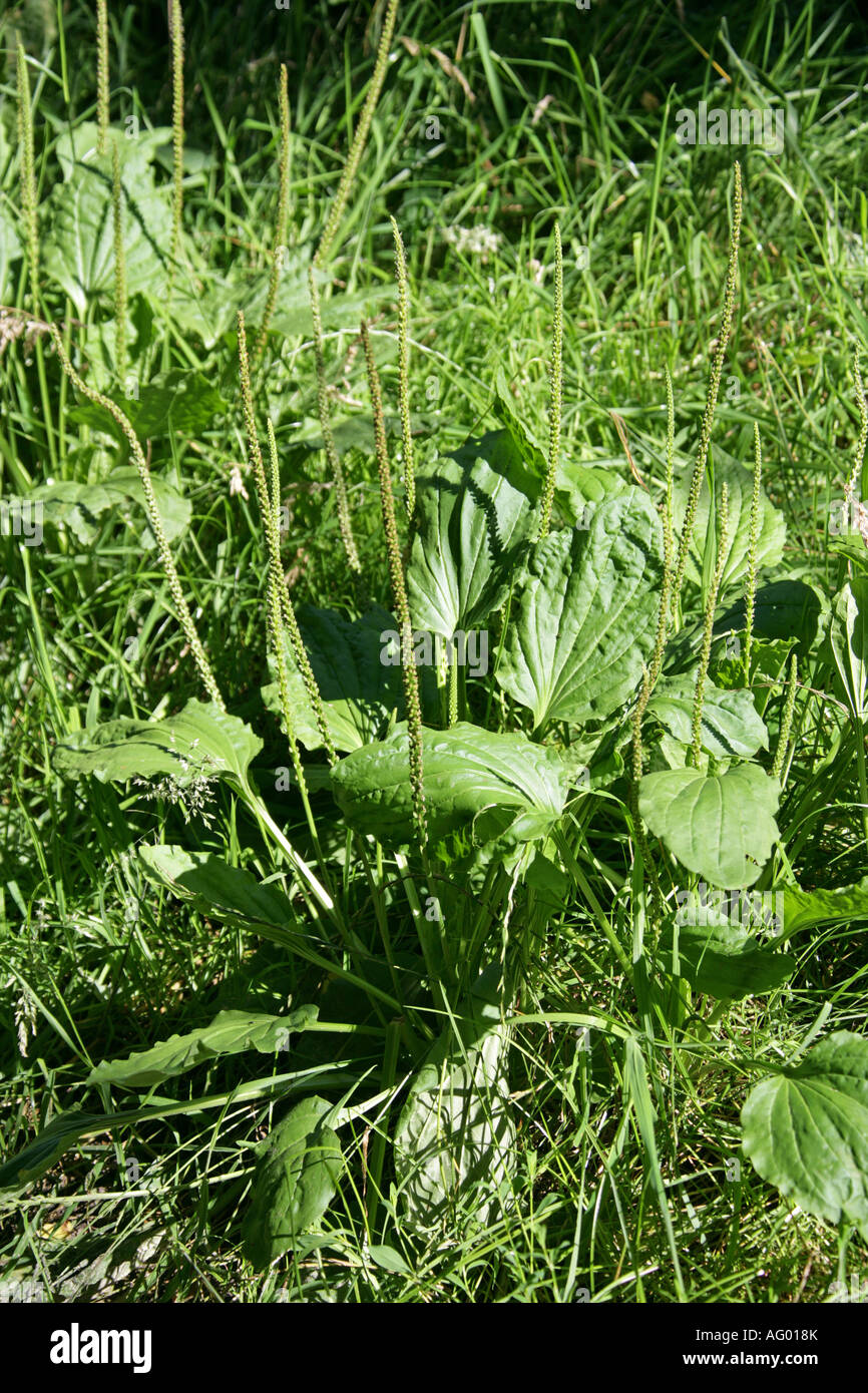 Plantago major Banque de photographies et d’images à haute résolution ...